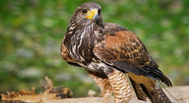 Falconry Kerry - Kenmare